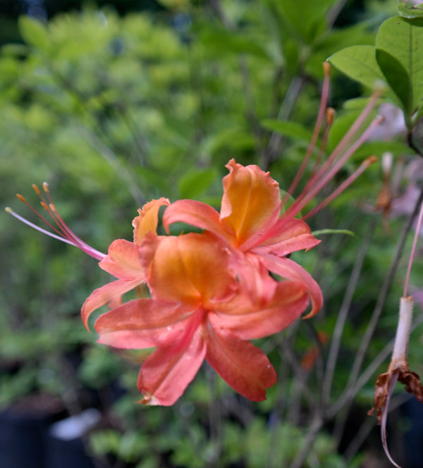 Gregory Bald Seedlings ( R. arborescens x R. bakeri x ?) – Mountain ...
